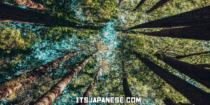 What is Shinrinyoku (Forest Bathing)? Health Benefits Explained